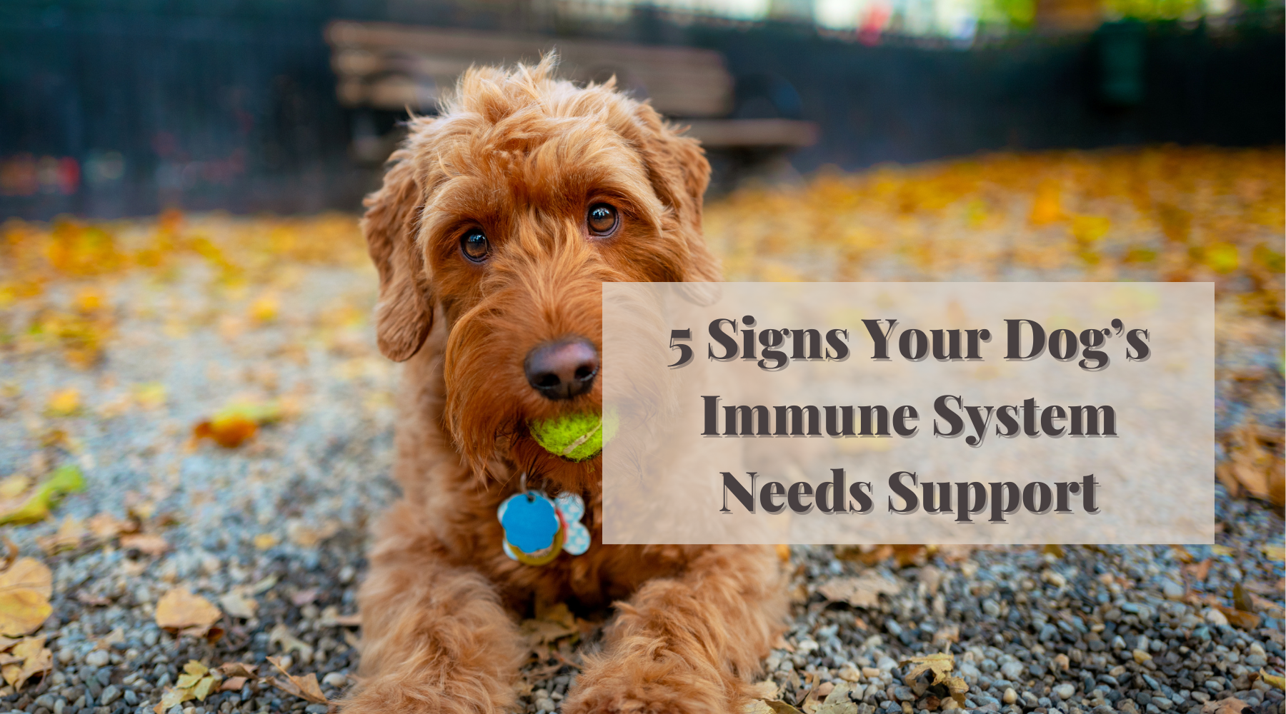 5 Signs Your Dog’s Immune System Needs Support – The Barkery